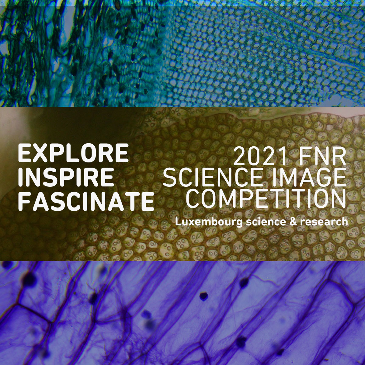 Explore. Inspire. Fascinate: FNR Science Image Competition 2021 | FNR ...